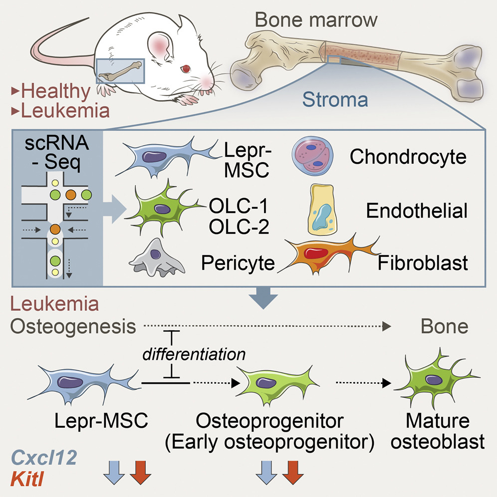 A cellular taxonomy of the bone marrow stroma in homeostasis and ...