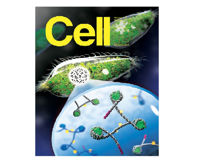 Image-seq: spatially resolved single-cell sequencing guided by in situ ...